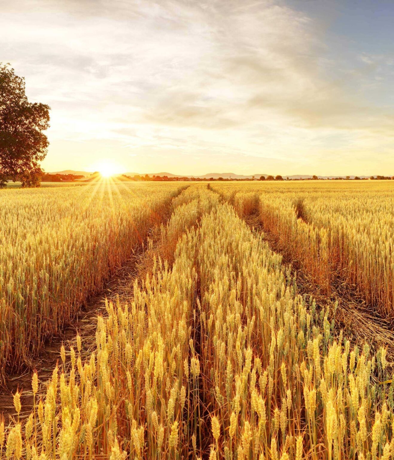 Agri Services – Siphamba Agri Group